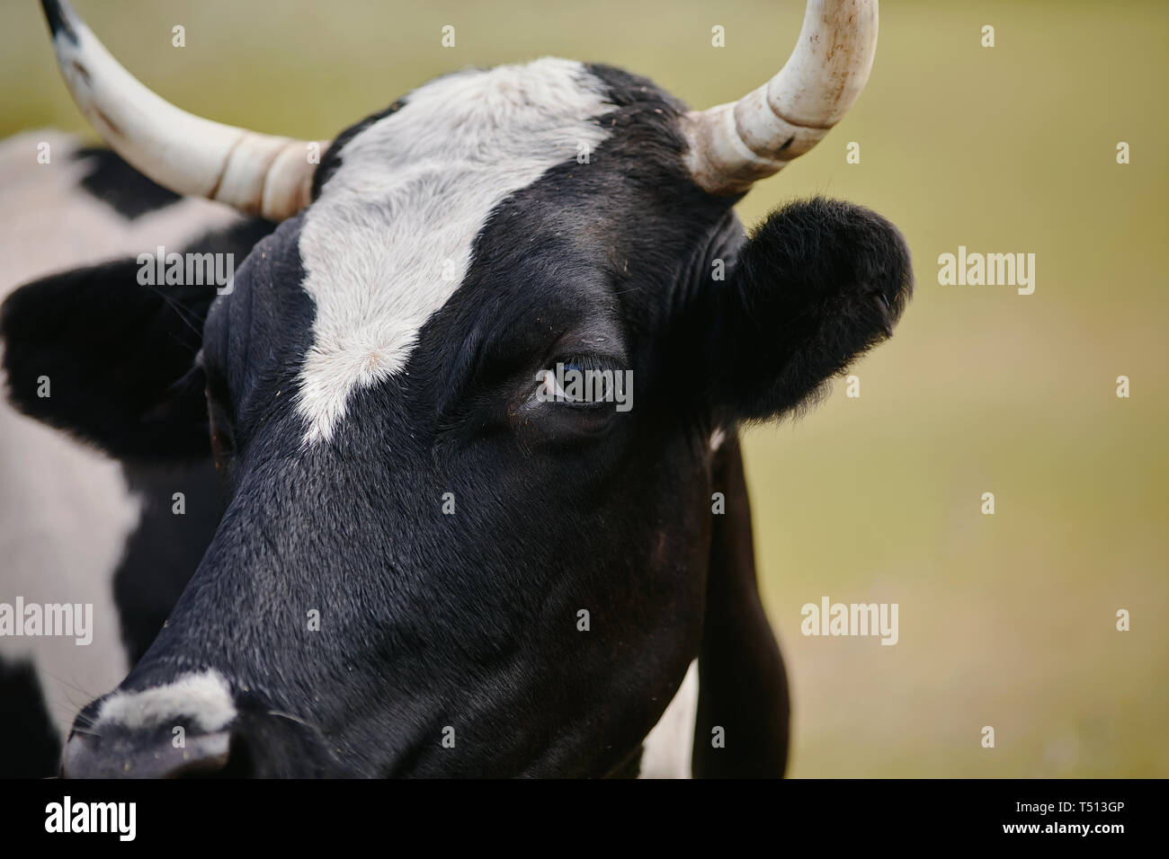 Portrait of a cow, black with white spots, on a pasture Stock Photo - Alamy