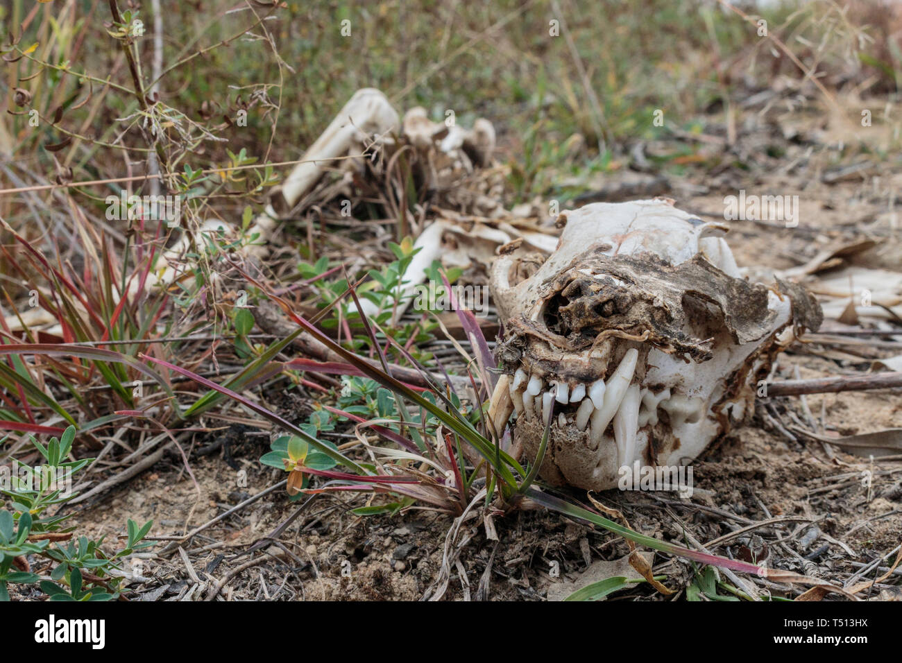 A feral Red Fox skeleton at Kambah Pool Reserve, Canberra, Australia ...