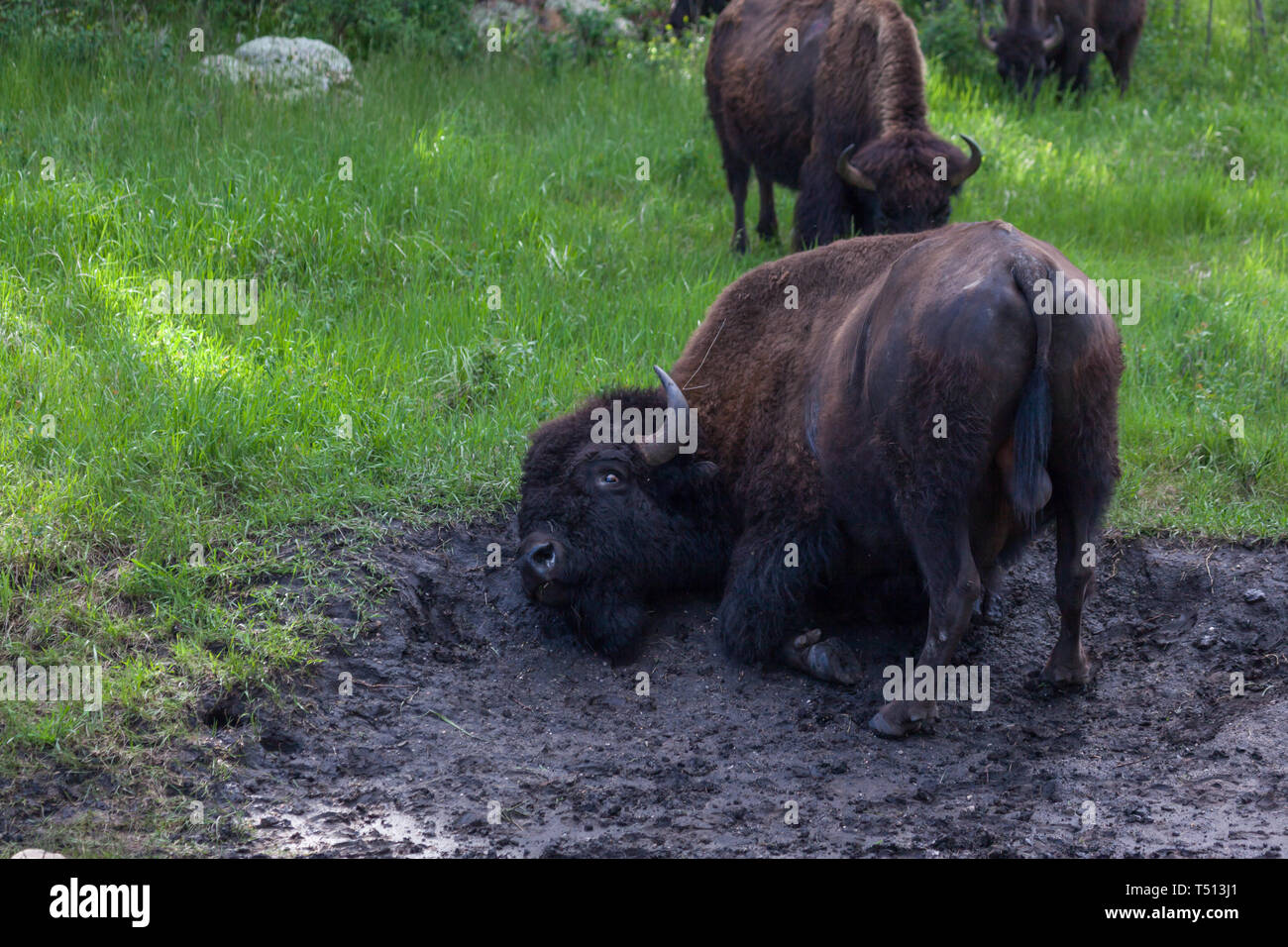 Bison laying down hi-res stock photography and images - Alamy