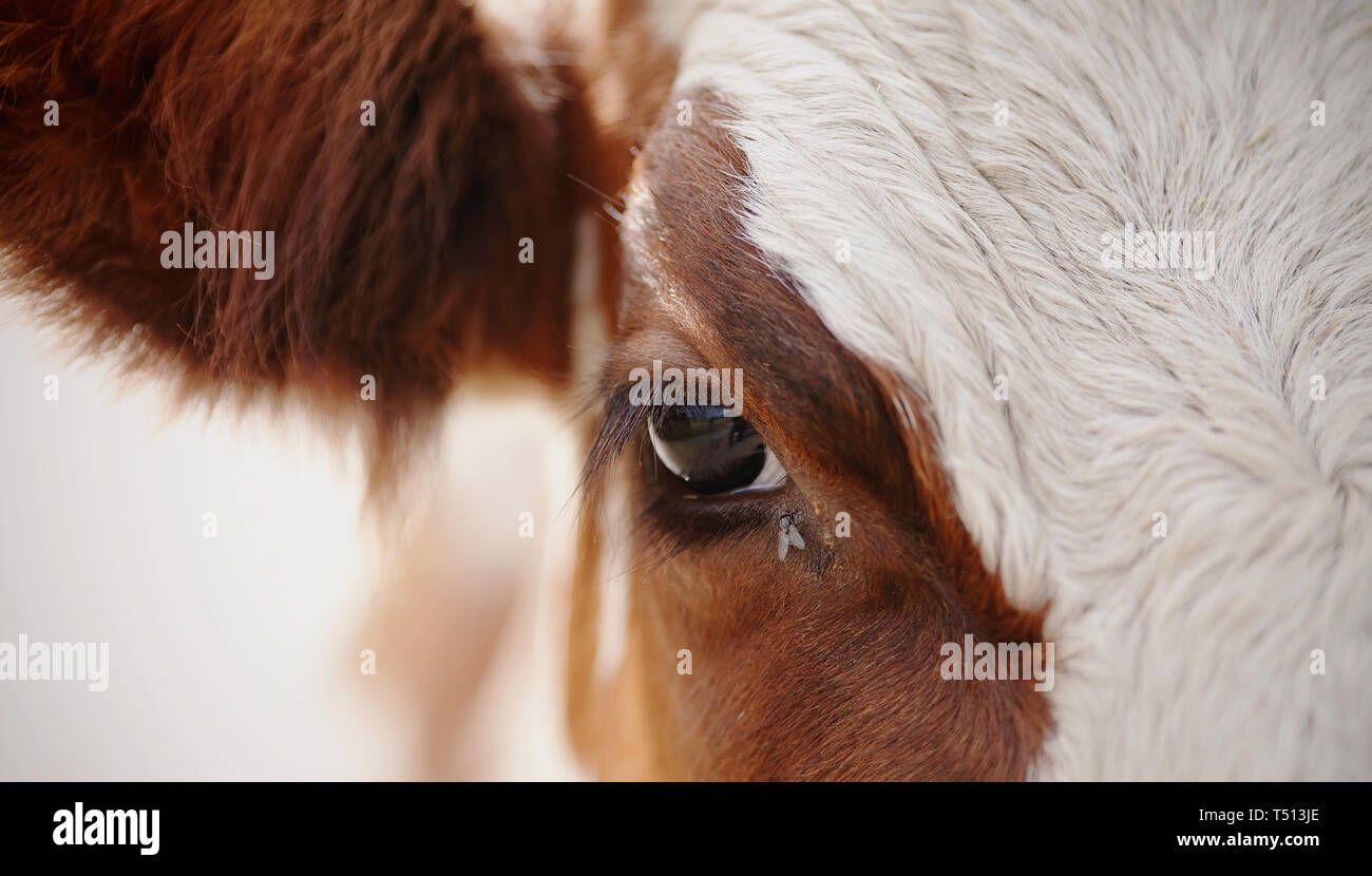 Eyes of cow hi-res stock photography and images - Alamy
