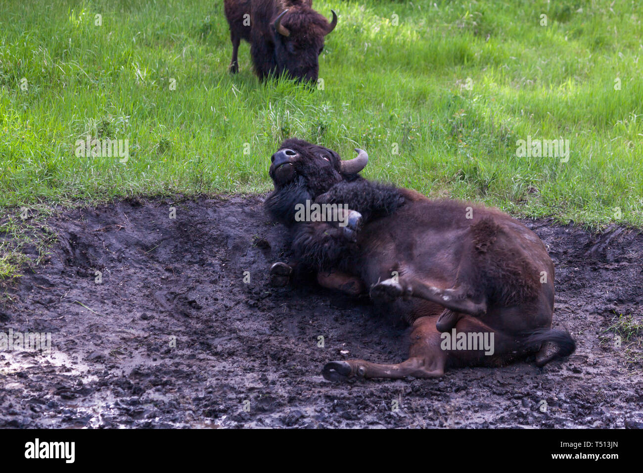 A large male bison rolling on his back in the mud in Wind Cave National ...