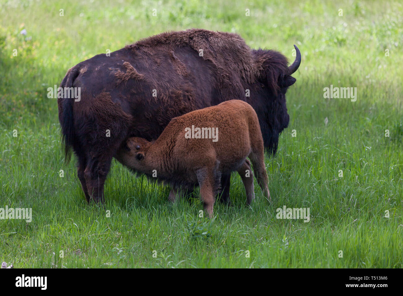 A baby bison nursing from its mother in a green field in Wind Cave ...