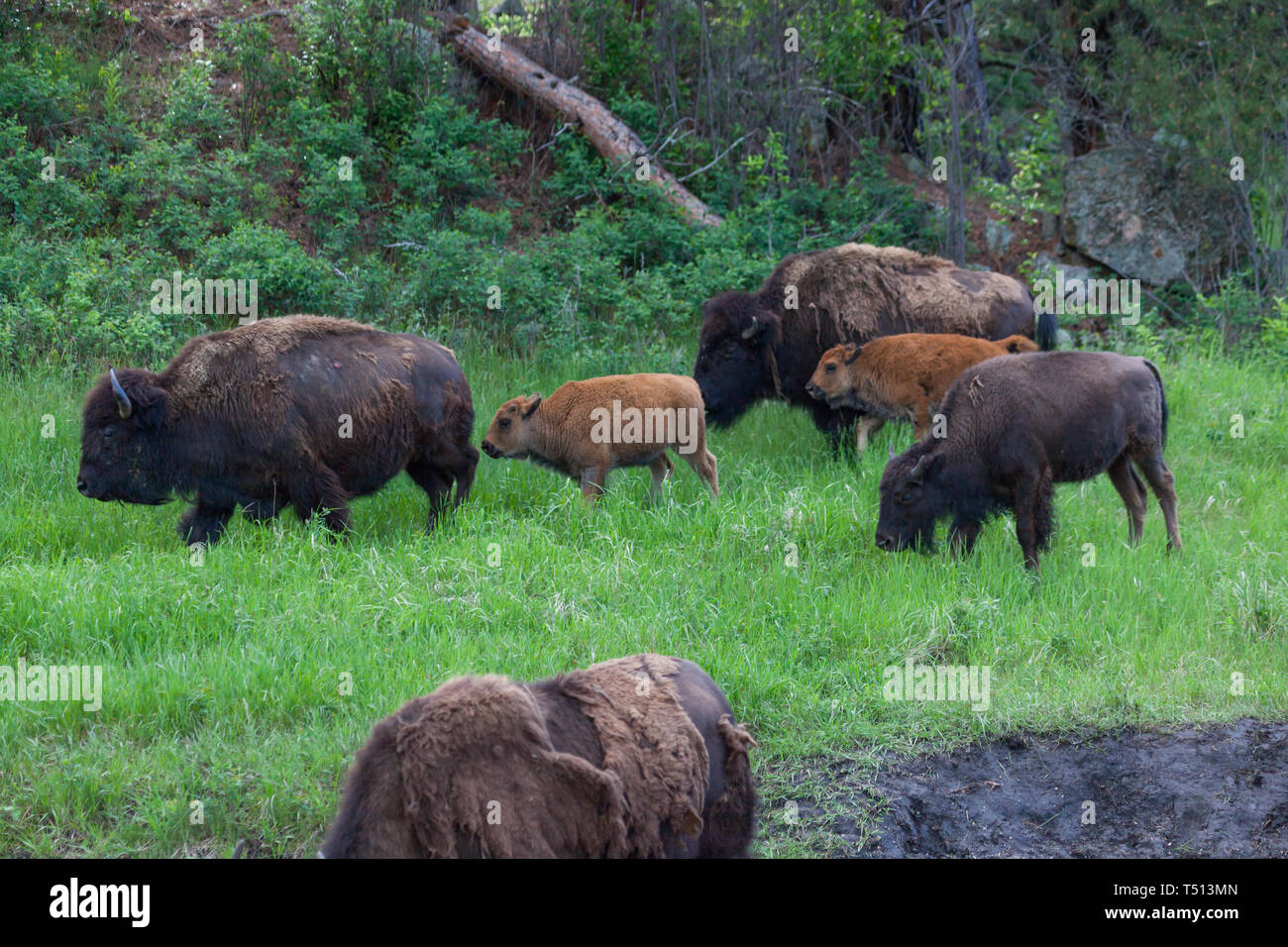 Two mother bison walking with their babies and a yearling in the green ...