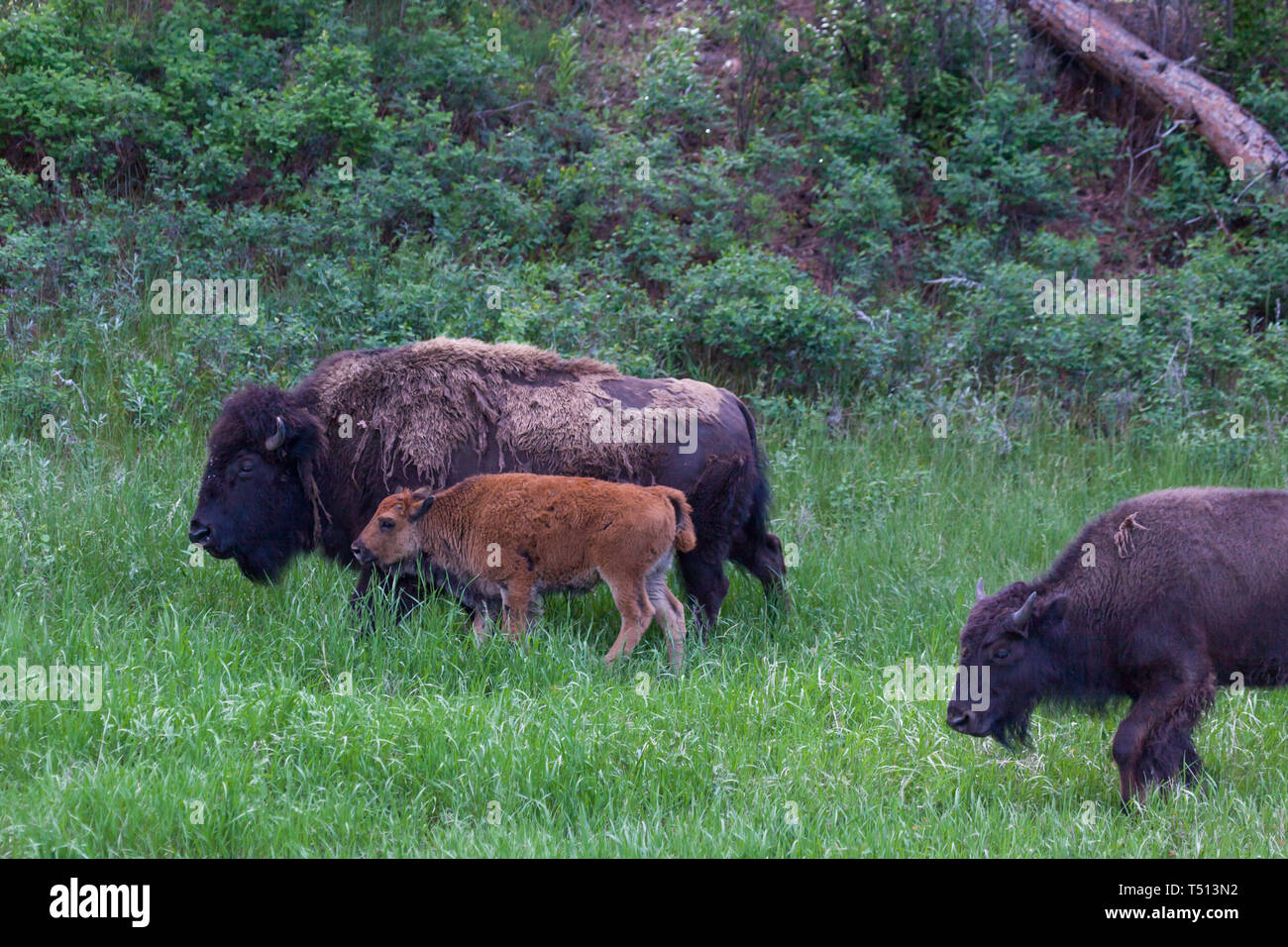 A mother bison walking with its baby and its yearling baby in the tall ...