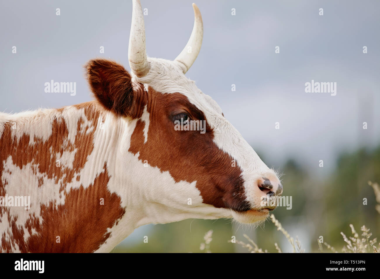 Portrait of a cow, white with red spots, on a pasture Stock Photo - Alamy