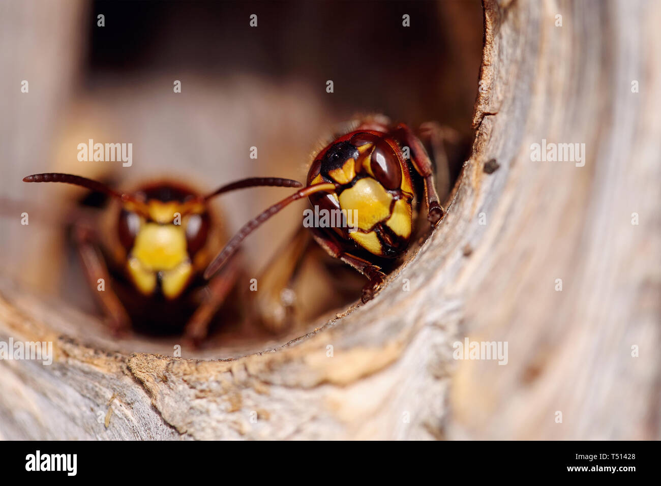 Portrait of two big wasps - hornets about an entrance to a nest Stock ...