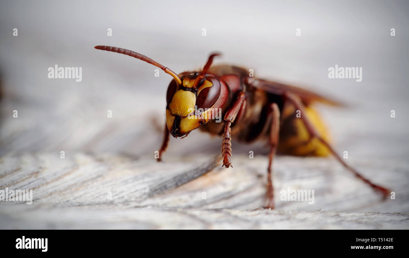 Big wasp - the hornet photographed by a close up Stock Photo - Alamy