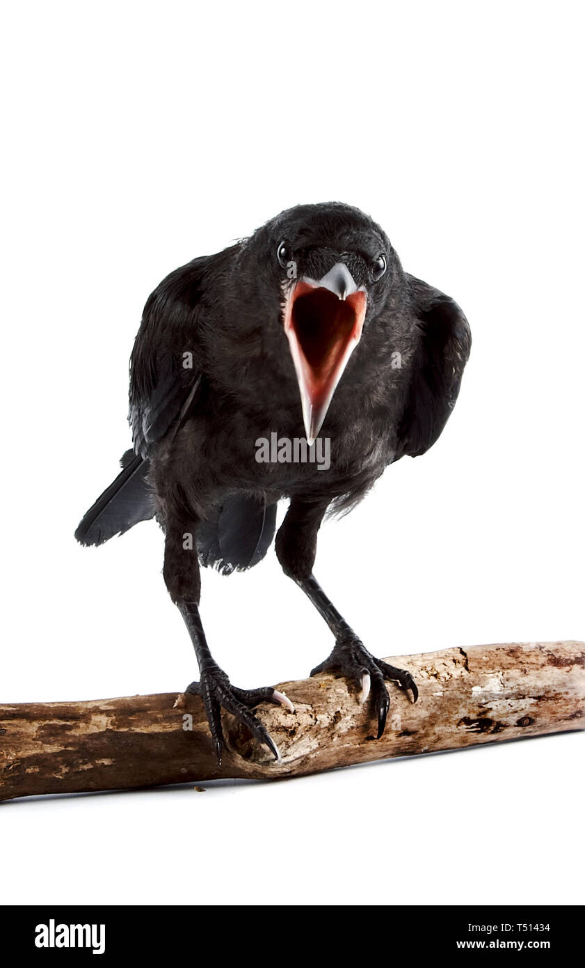 Raven flying Cut Out Stock Images & Pictures - Alamy
