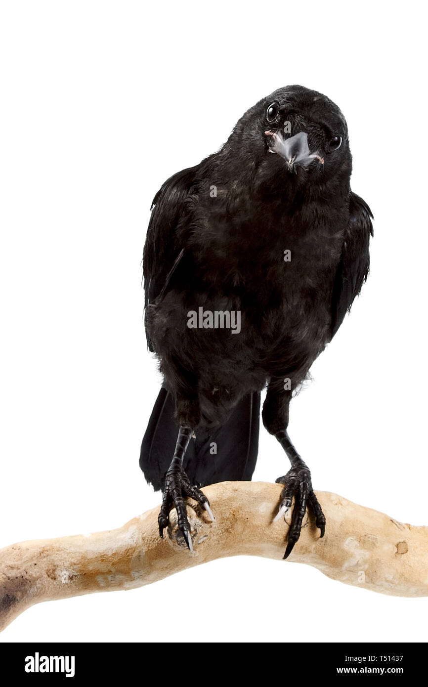 Rook young Cut Out Stock Images & Pictures - Alamy