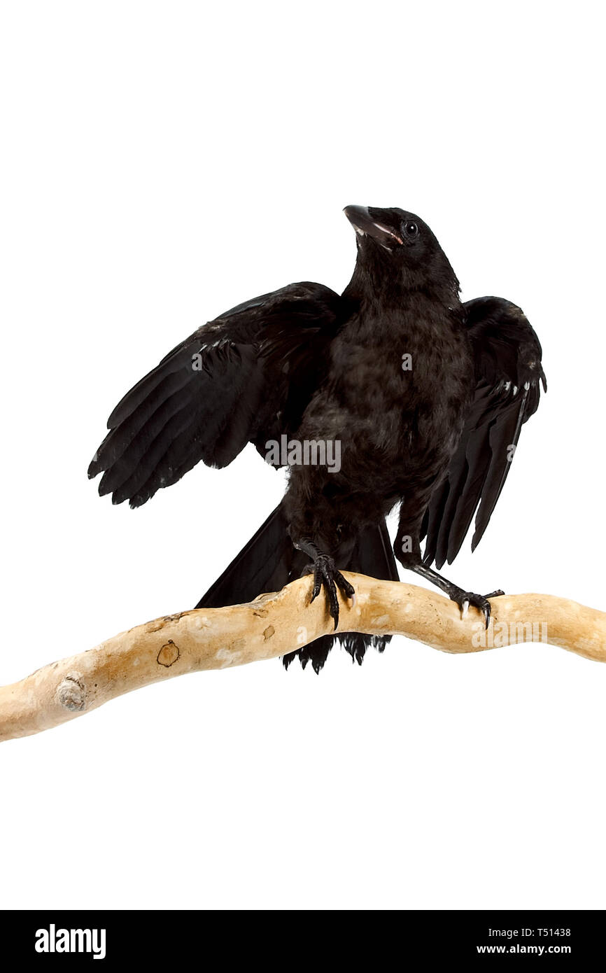 Rook young Cut Out Stock Images & Pictures - Alamy