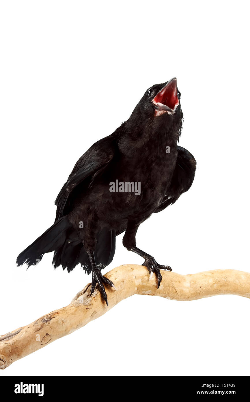 The bird a rook sits on a branch on a white background Stock Photo - Alamy