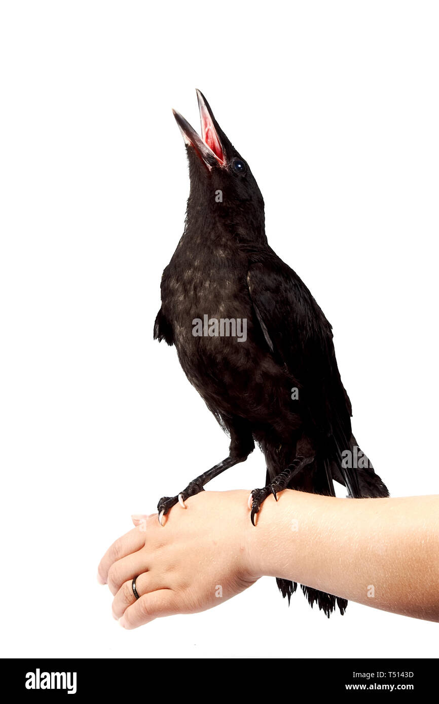 The black bird sits on a hand on a white background Stock Photo - Alamy