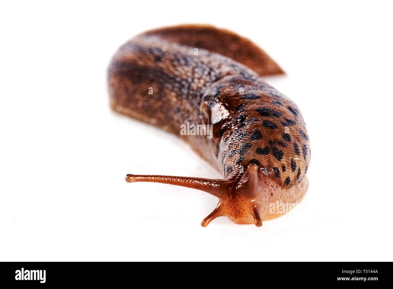 The spotty slug creeps on a white background Stock Photo - Alamy
