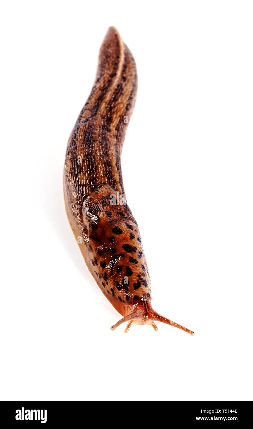 The spotty slug creeps on a white background Stock Photo - Alamy
