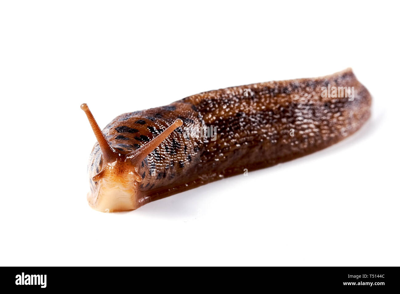 Slug head Cut Out Stock Images & Pictures - Alamy