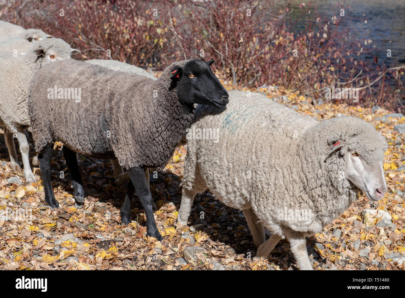 Trailing of the Sheep Festival in Idaho Stock Photo - Alamy