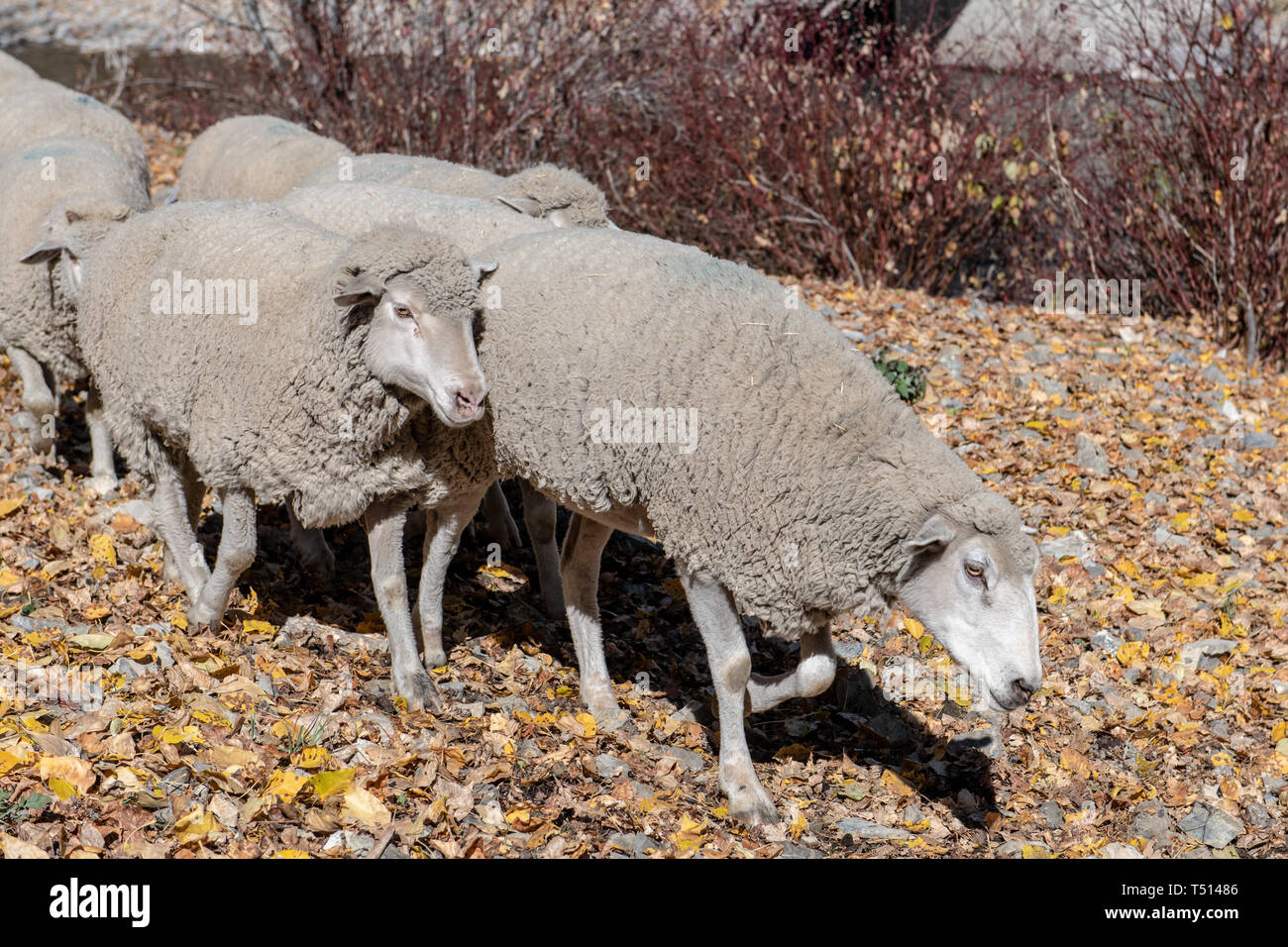 Trailing of the Sheep Festival in Idaho Stock Photo - Alamy