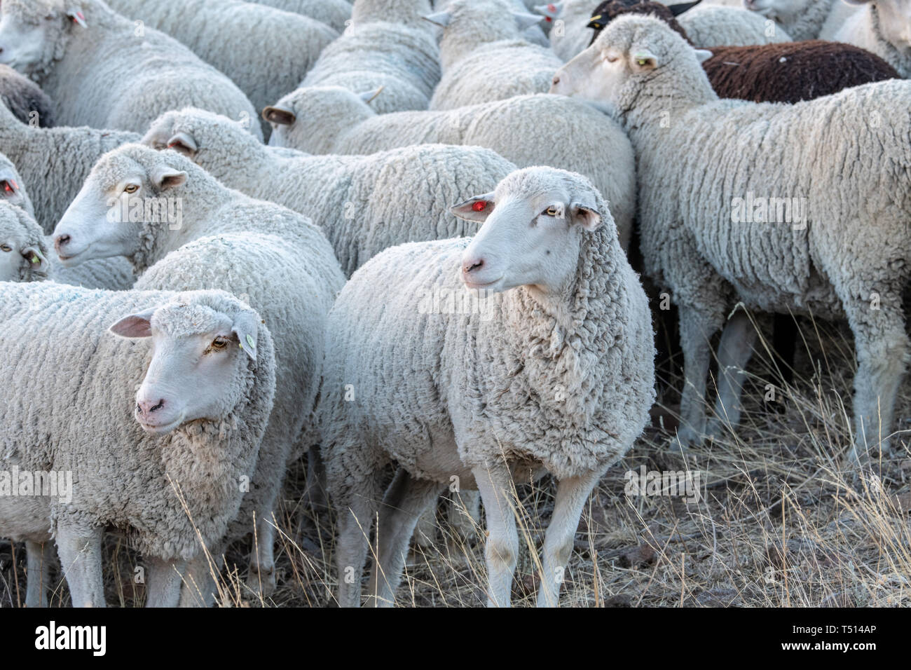 Herding of the Sheep Festival in Idaho, USA Stock Photo - Alamy