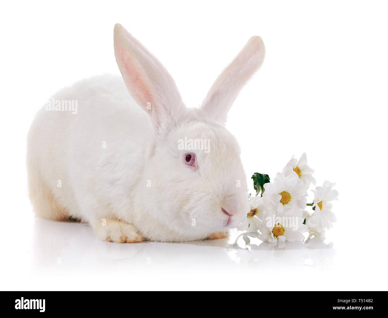 White rabbit with red eyes with flowers on a white background Stock ...