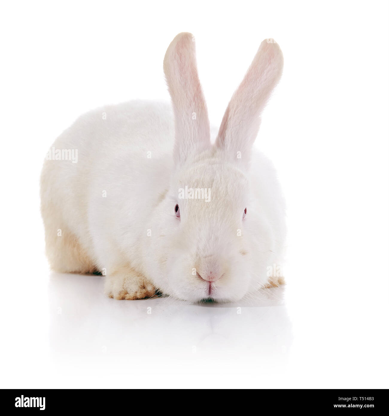 White timid rabbit with red eyes on a white background Stock Photo - Alamy