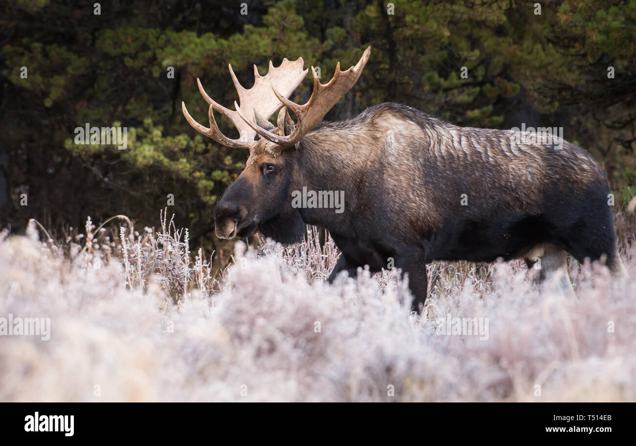 Bull moose in the fall Stock Photo - Alamy