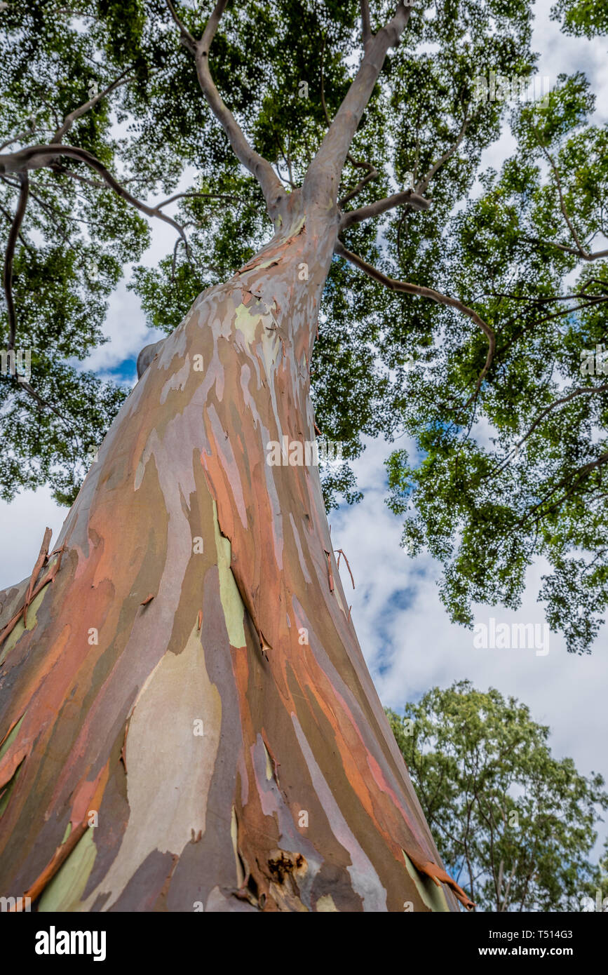 Colorful and Tall Rainbow Eucalyptus Tree on Oahu, Hawaii Stock Photo ...