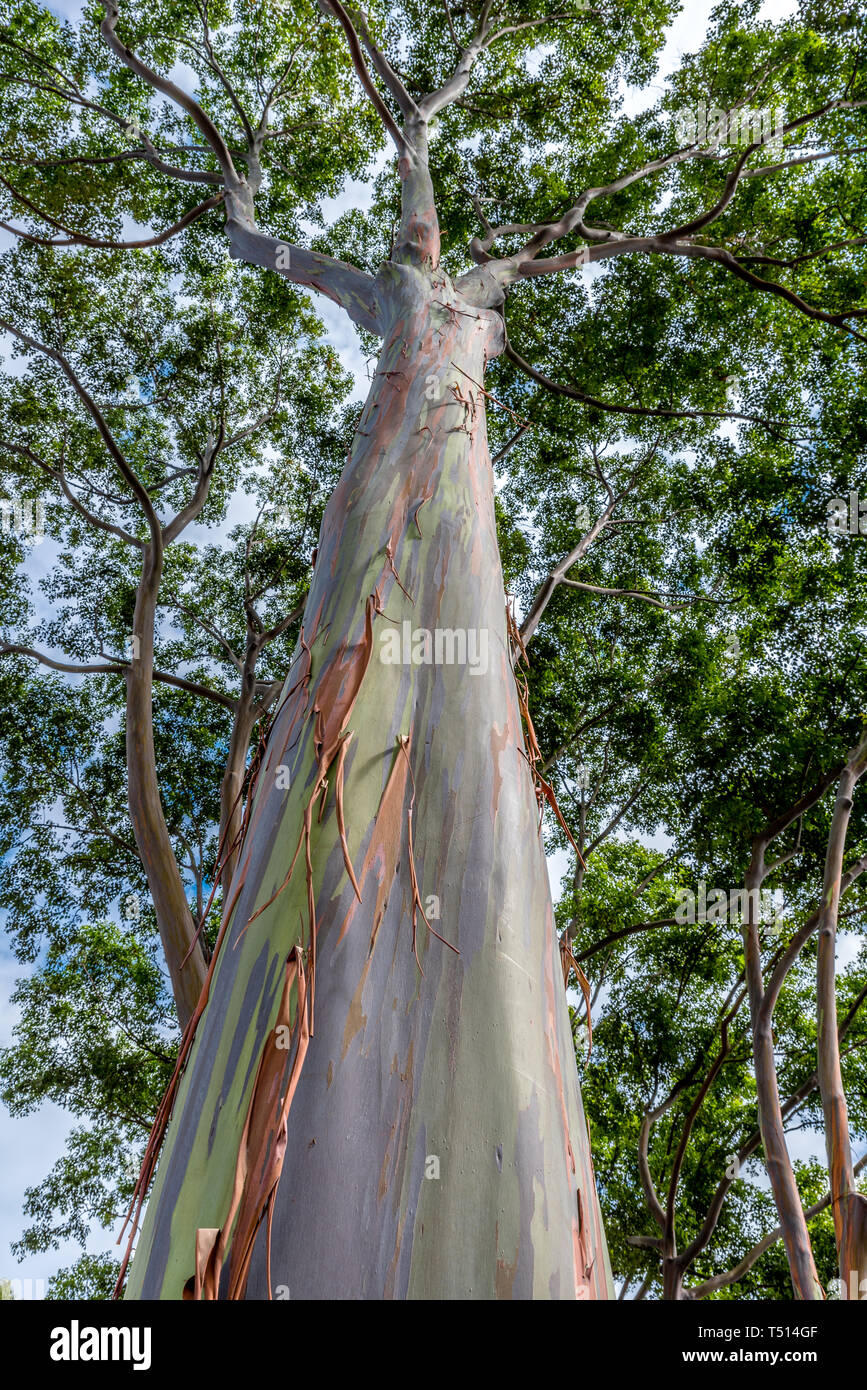 Colorful and Tall Rainbow Eucalyptus Tree on Oahu, Hawaii Stock Photo ...