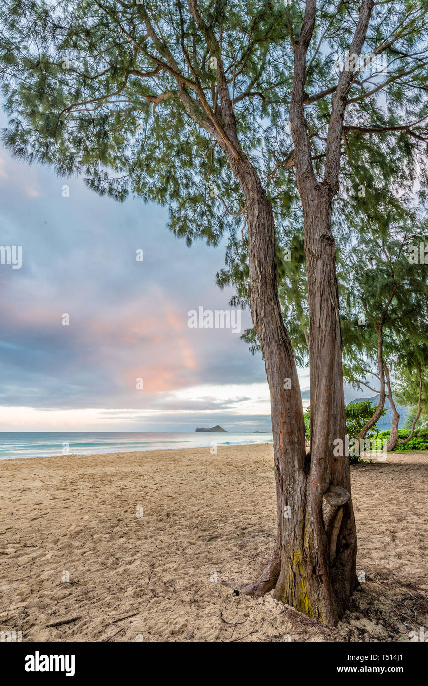 Ironwood trees hi-res stock photography and images - Alamy