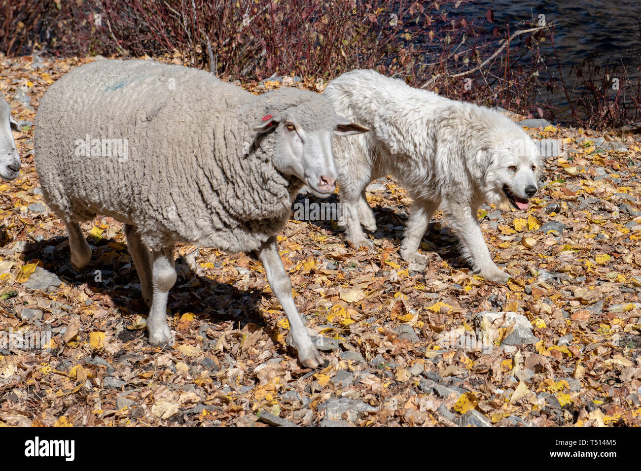Trailing of the Sheep Festival in Idaho Stock Photo - Alamy