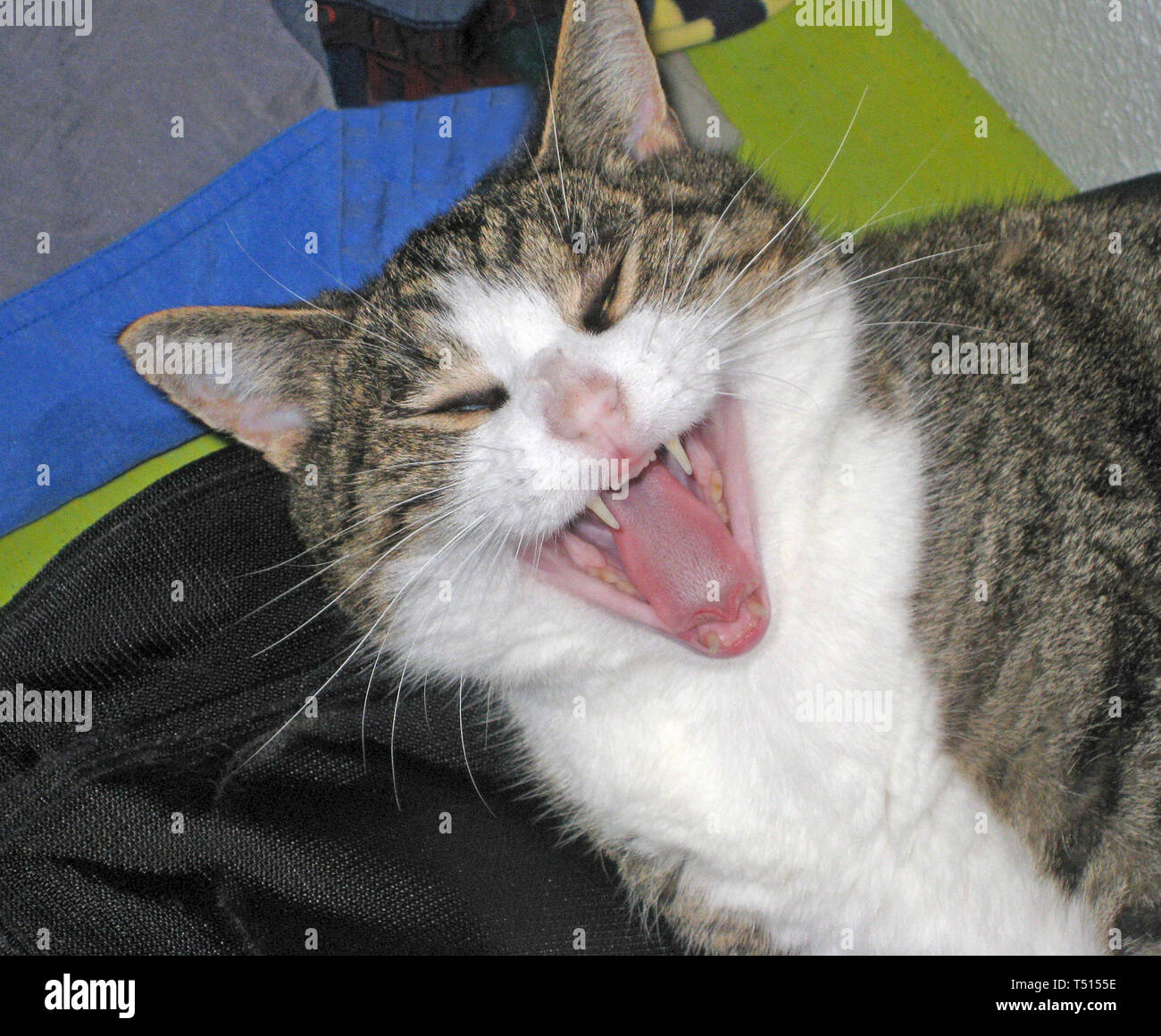 A Close Up Of The Face Of A Bewhiskered Tabby House Cat With An Open Mouth That Shows Her Pink