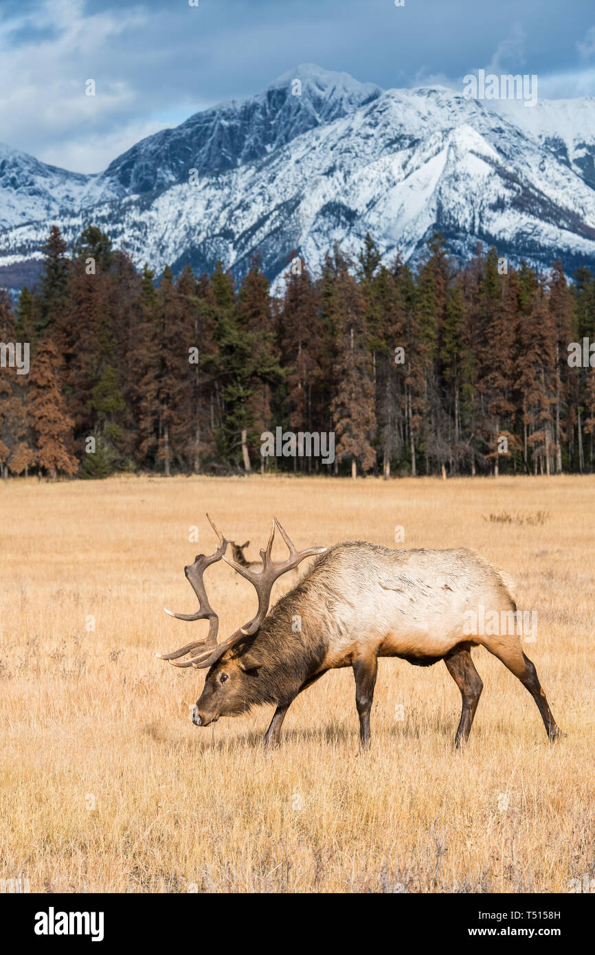 Elk in the fall Stock Photo - Alamy
