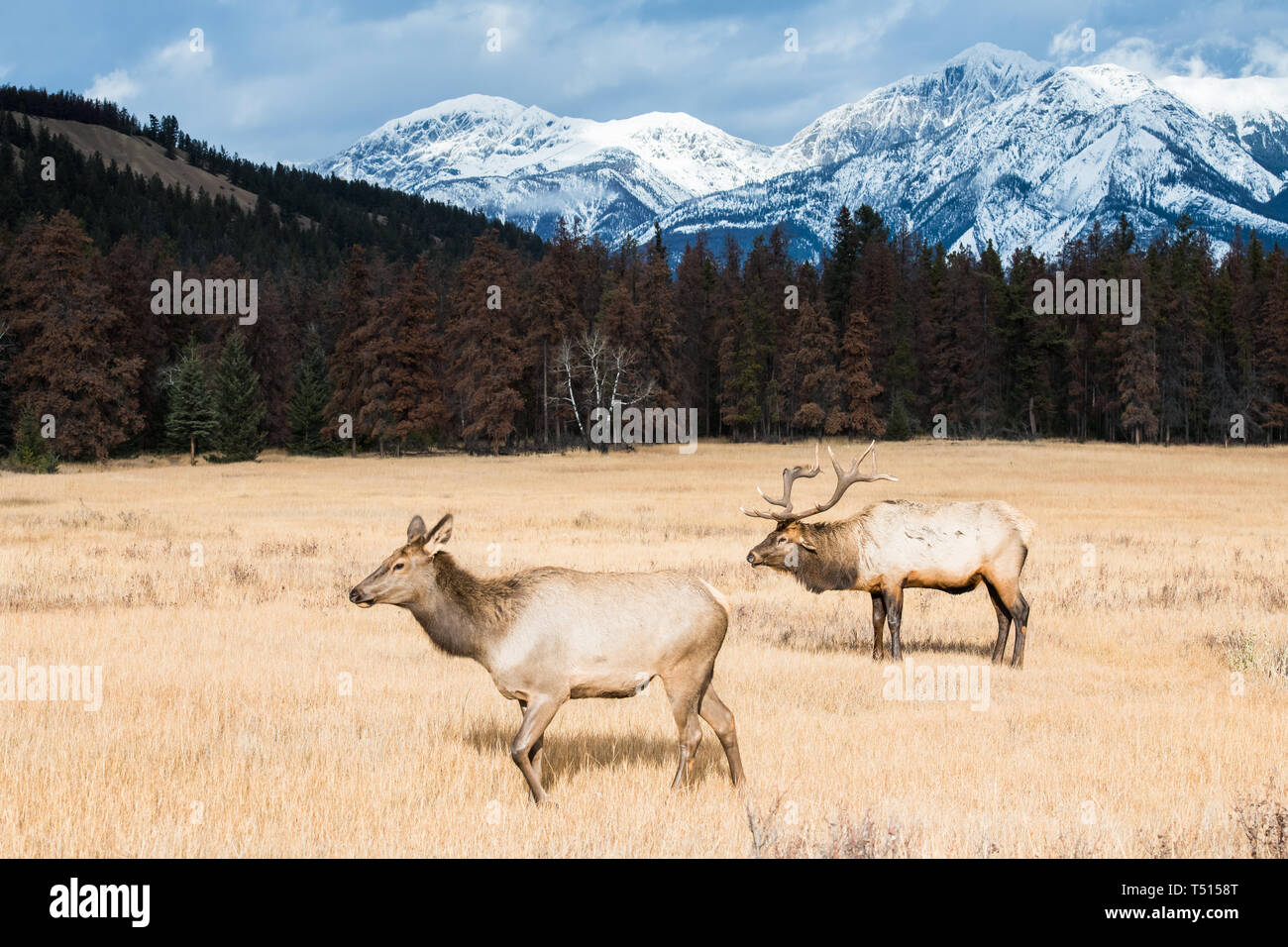 Elk in the fall Stock Photo - Alamy