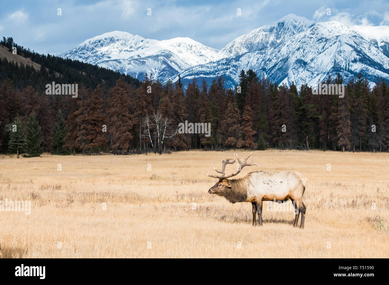 Elk in the fall Stock Photo - Alamy