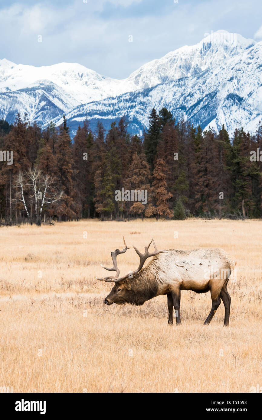 Elk in the fall Stock Photo - Alamy