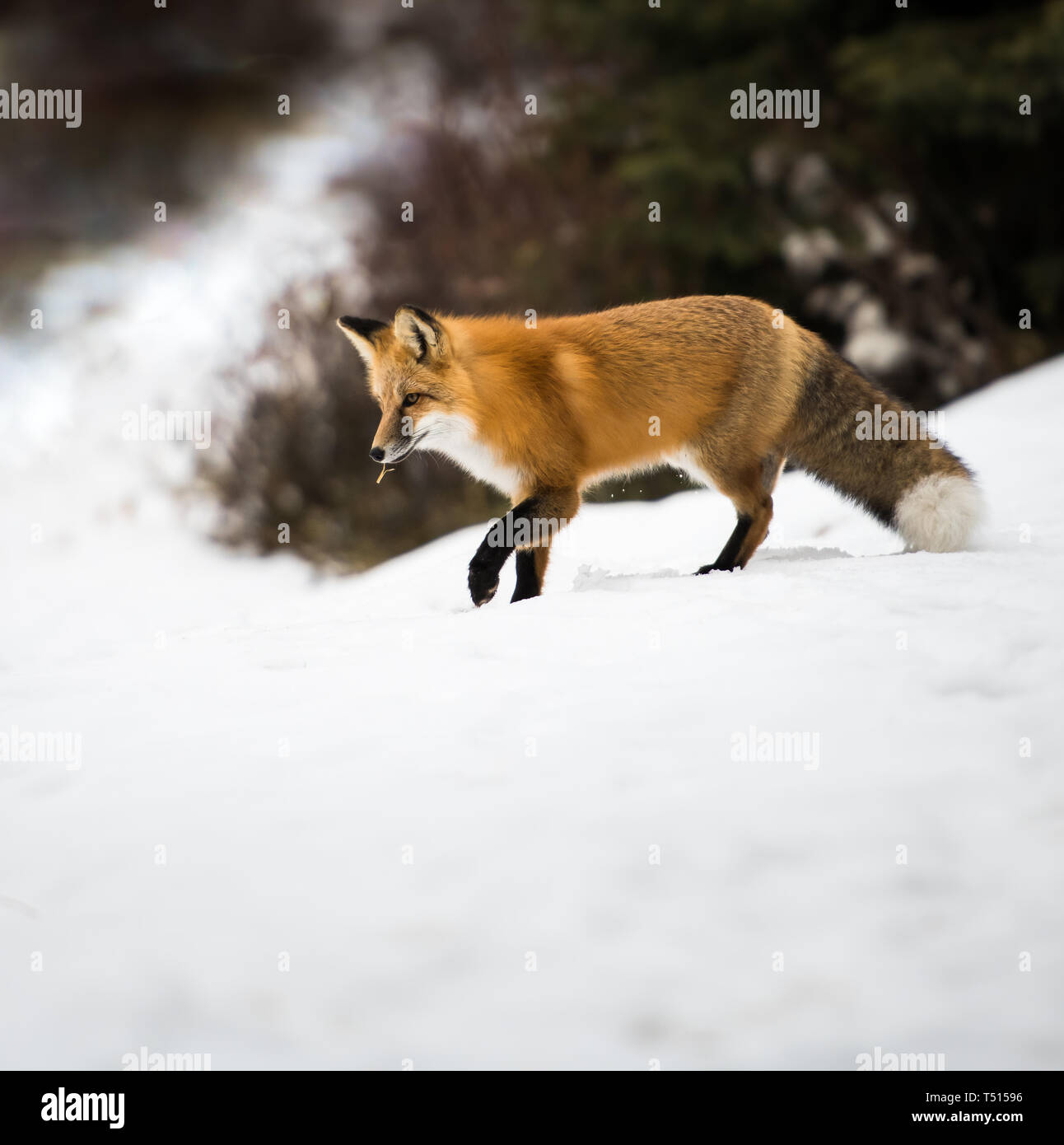 Fox hunting in the snow Stock Photo - Alamy