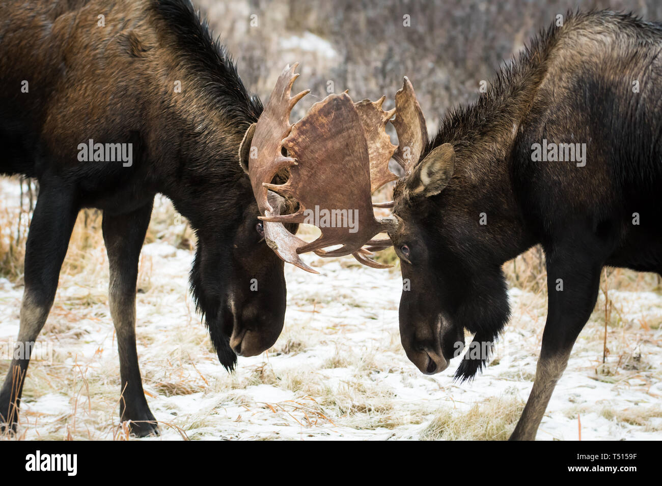Moose during the rut Stock Photo - Alamy