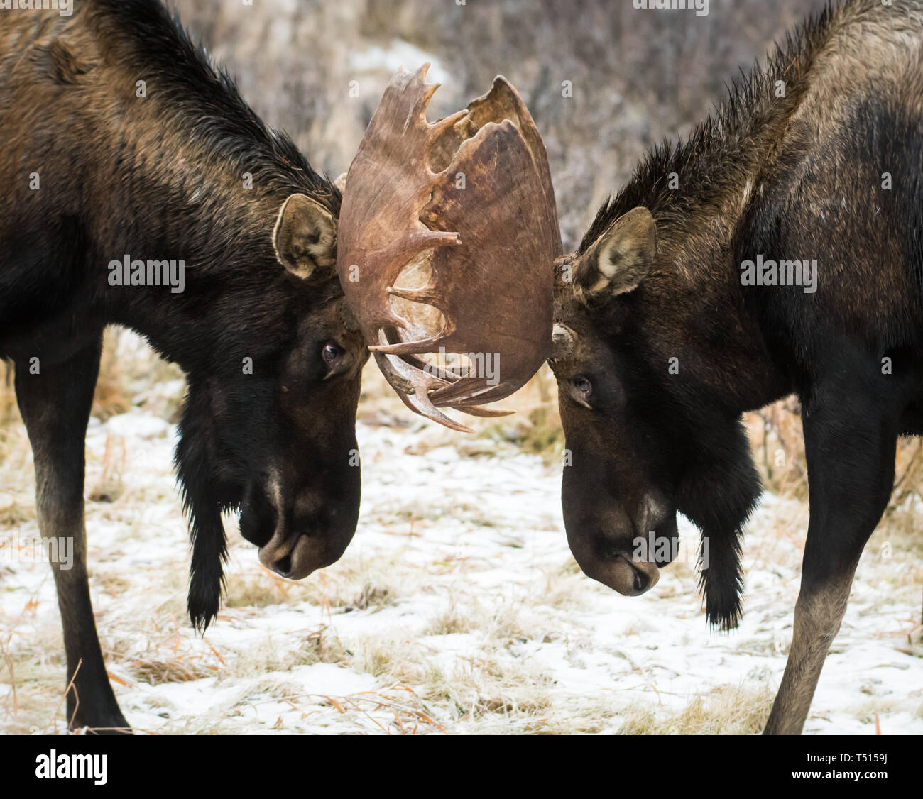 Moose during the rut Stock Photo - Alamy