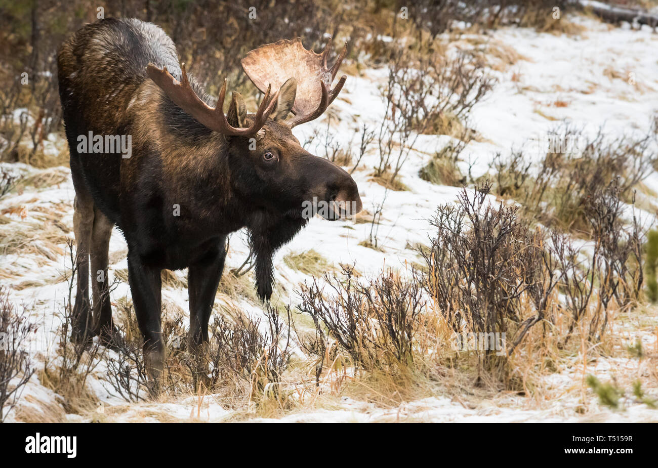 Moose during the rut Stock Photo - Alamy