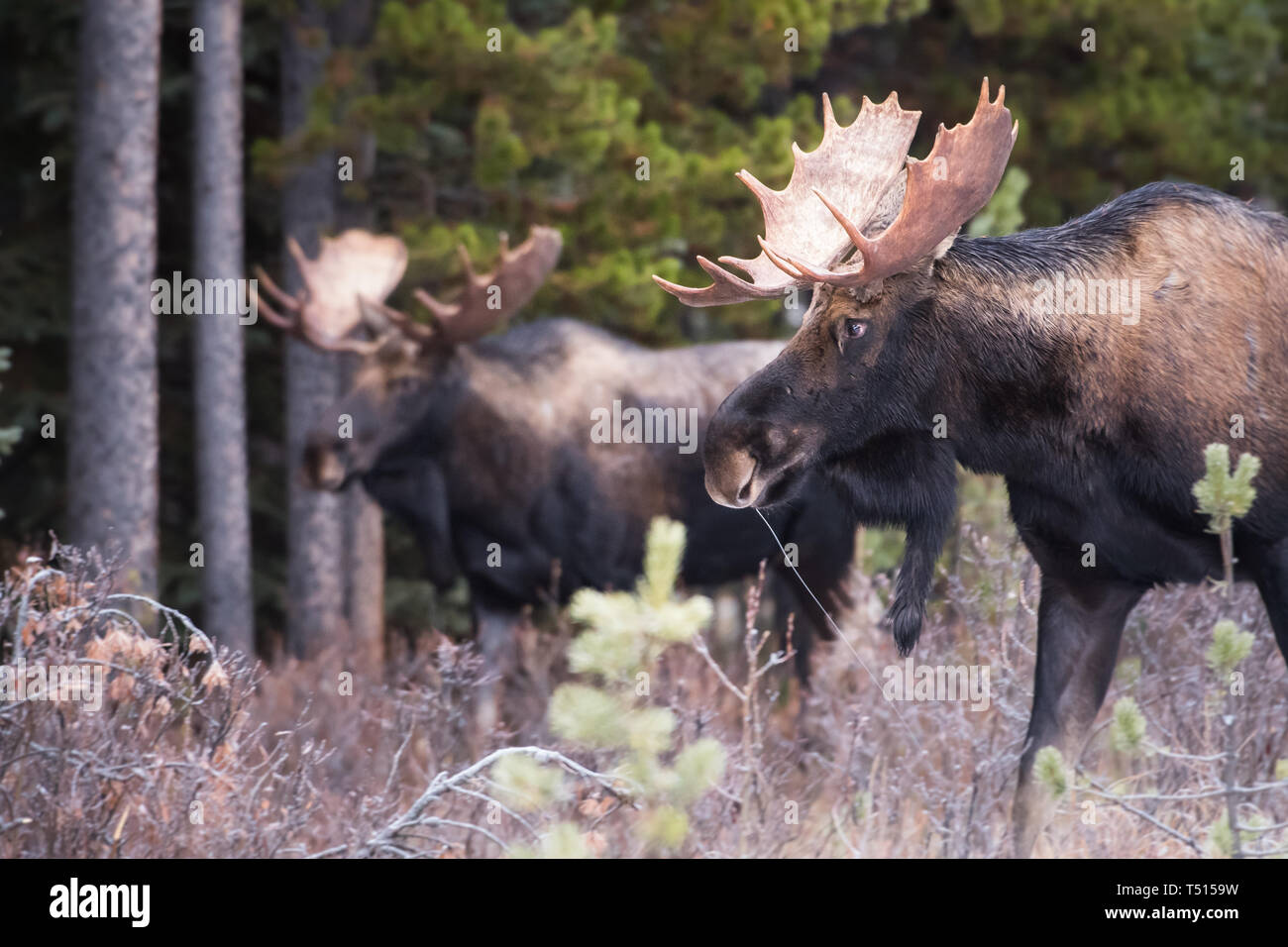 Moose during the rut Stock Photo - Alamy