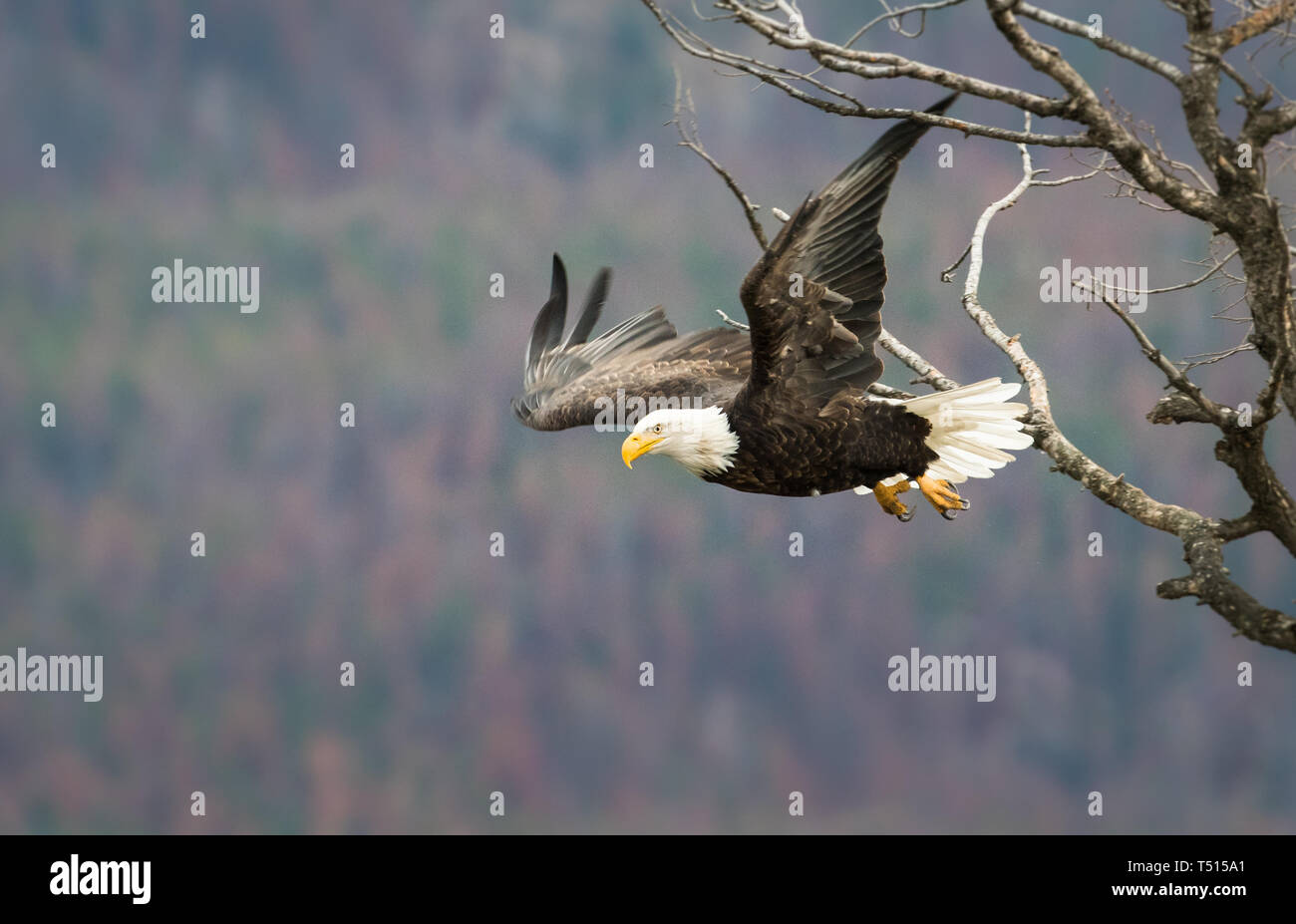 Bald eagle taking off Stock Photo - Alamy