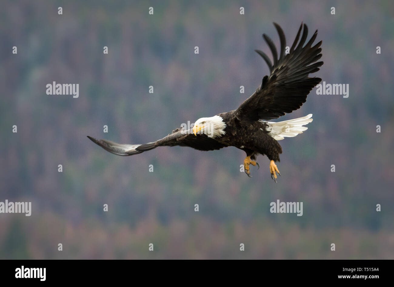 Bald eagle taking off Stock Photo - Alamy