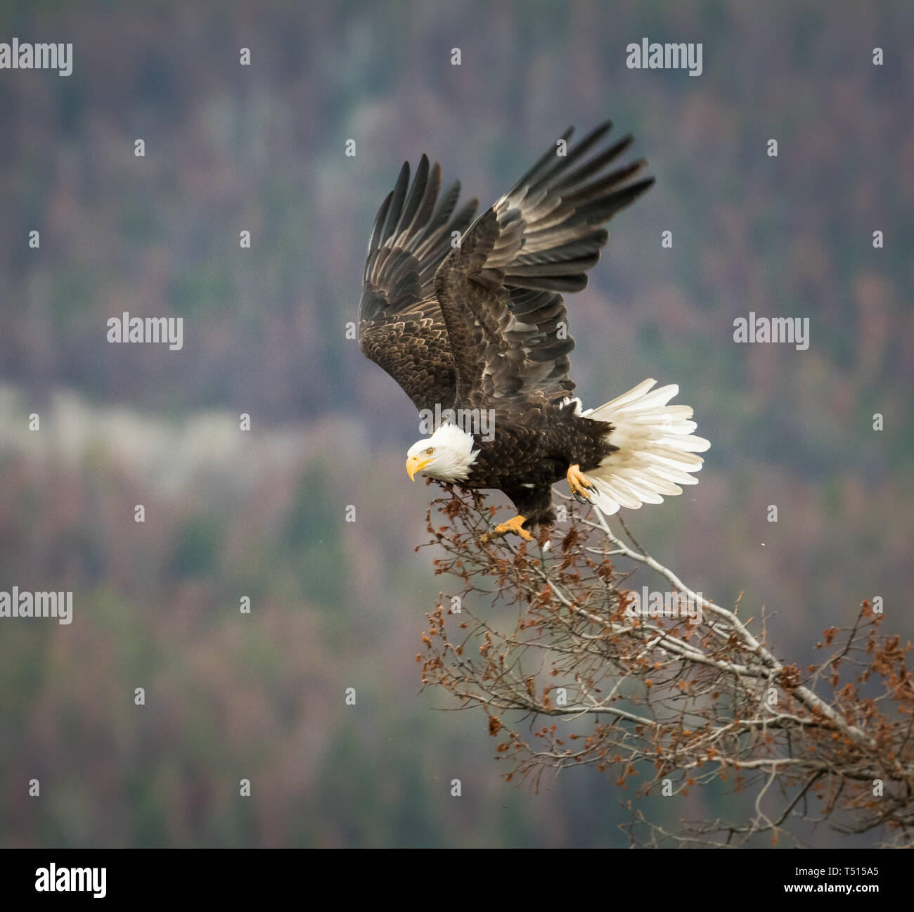 Bald eagle taking off Stock Photo - Alamy