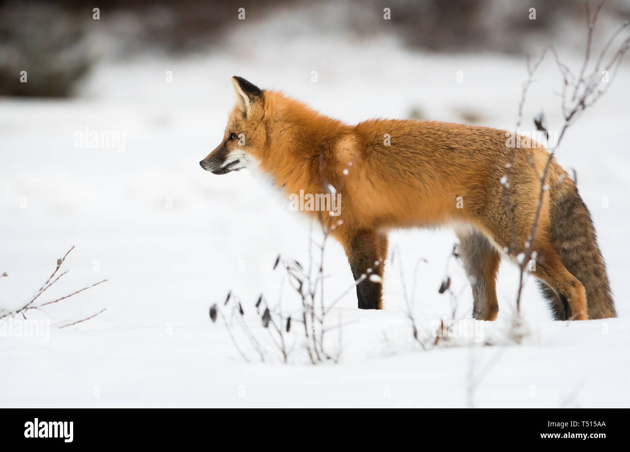 Red fox in the winter Stock Photo - Alamy