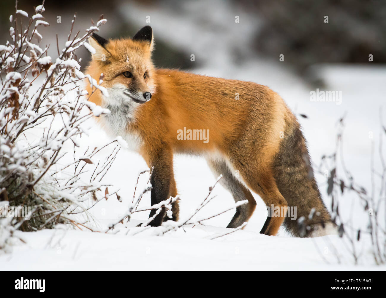 Red fox in the winter Stock Photo - Alamy