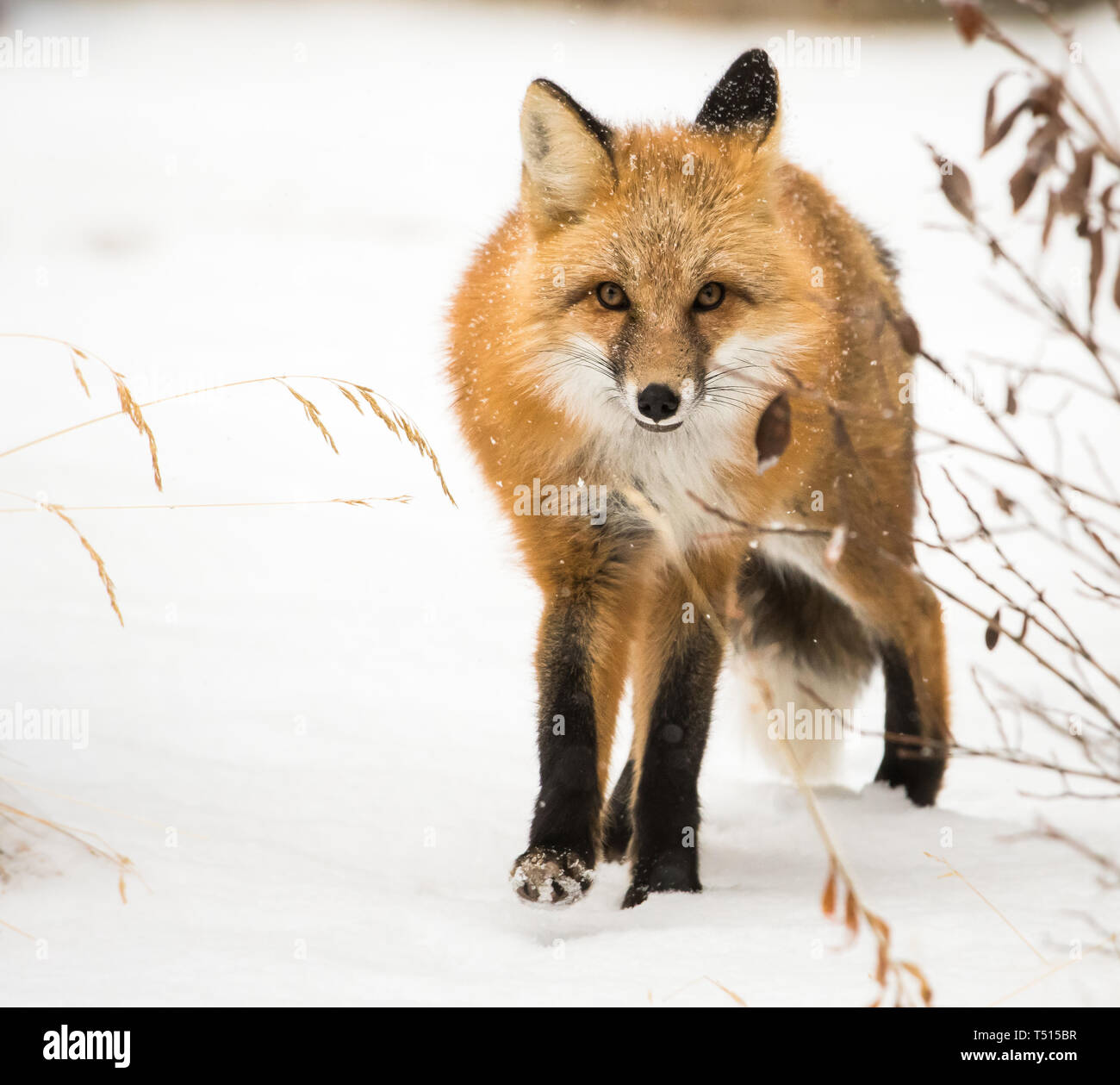 Red fox in the winter Stock Photo - Alamy