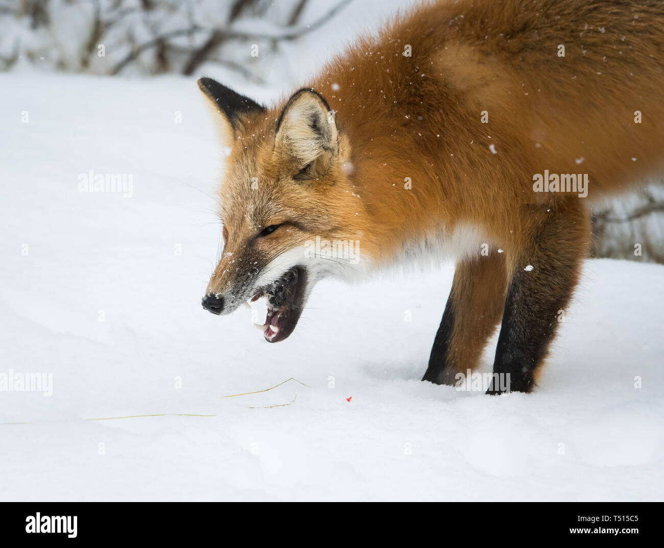 Red fox in the winter Stock Photo - Alamy