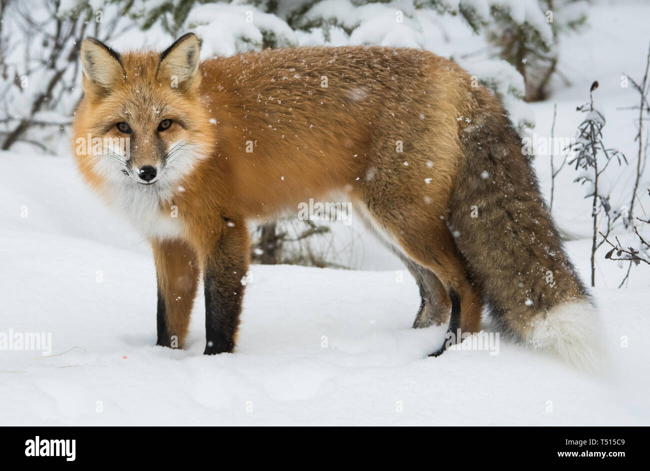 Red fox in the winter Stock Photo - Alamy