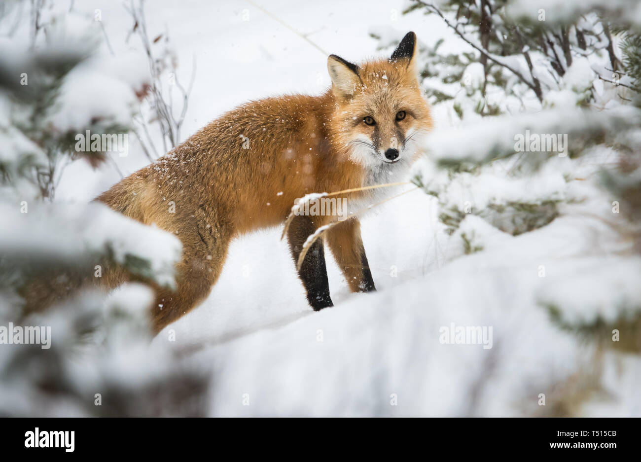Red fox in the winter Stock Photo - Alamy