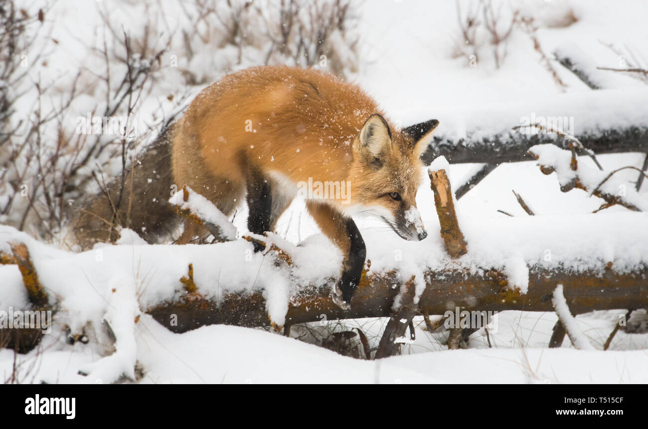 Red fox in the winter Stock Photo - Alamy