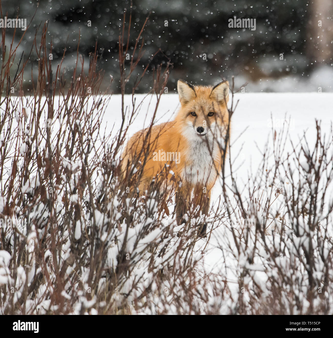 Red fox in the winter Stock Photo - Alamy